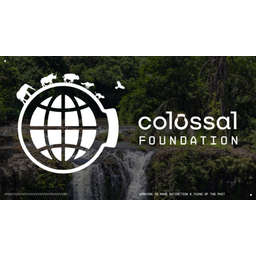 The Colossal Foundation - News & Analysis