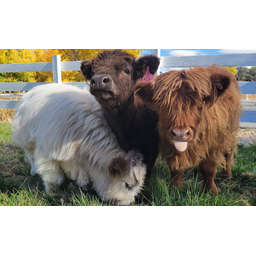 5T Mini Cows - Crunchbase Company Profile & Funding