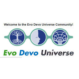 Evo Devo Universe