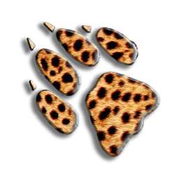 Cheetah Printing and Signs