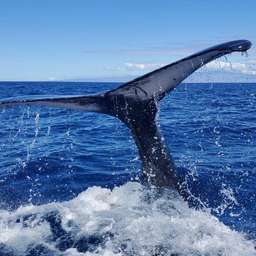 Ocean Encounters - Crunchbase Company Profile & Funding