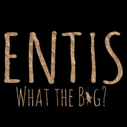 Entis - Crunchbase Company Profile & Funding