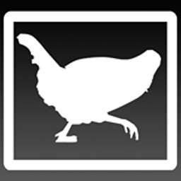 Headless Chicken Games - Profiles & Contacts