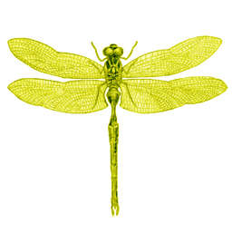 DragonFly MedTech - Tech Stack, Apps, Patents & Trademarks