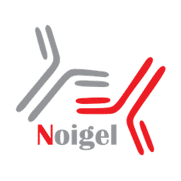 Noigel - Crunchbase Company Profile & Funding