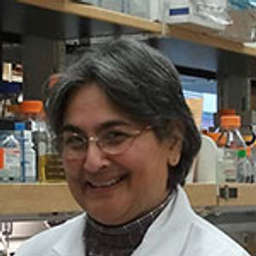 Arati Khanna Gupta - Crunchbase Person Profile